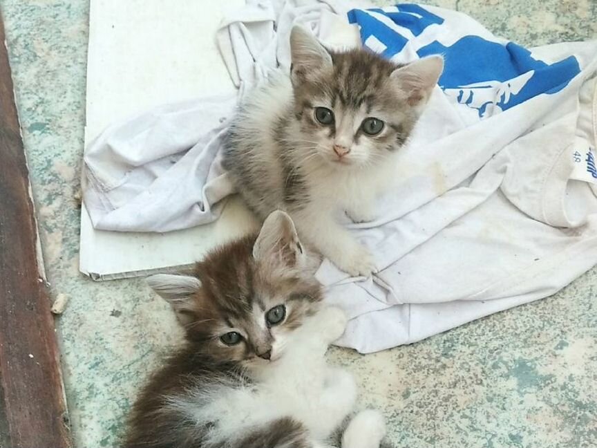 Кошка