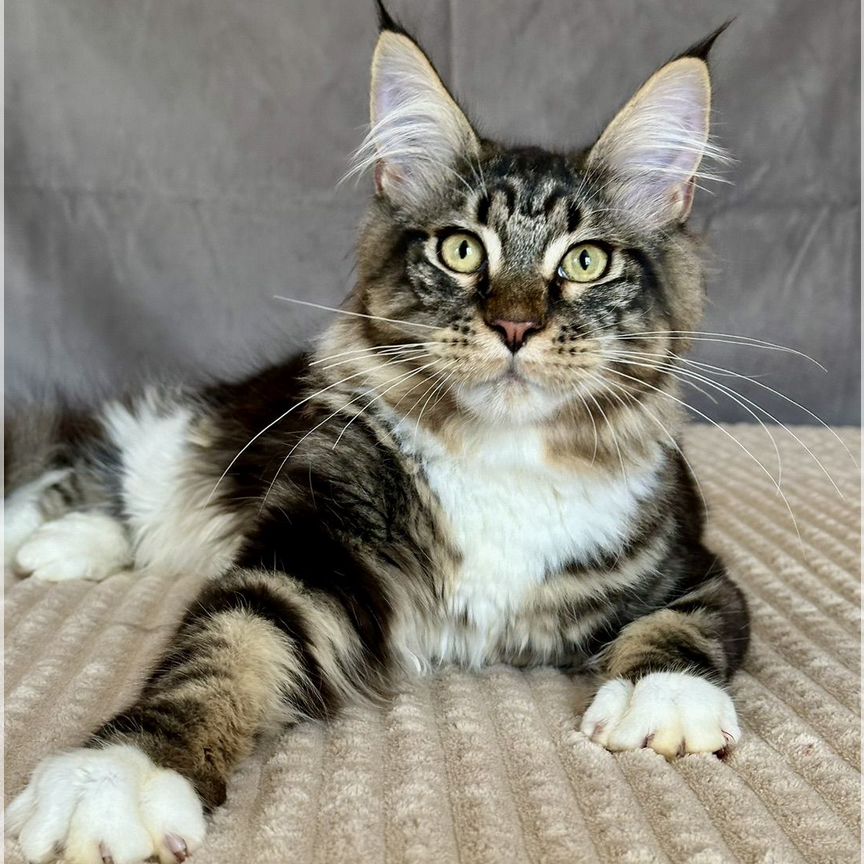 Мейн-кун шоу класса WCF