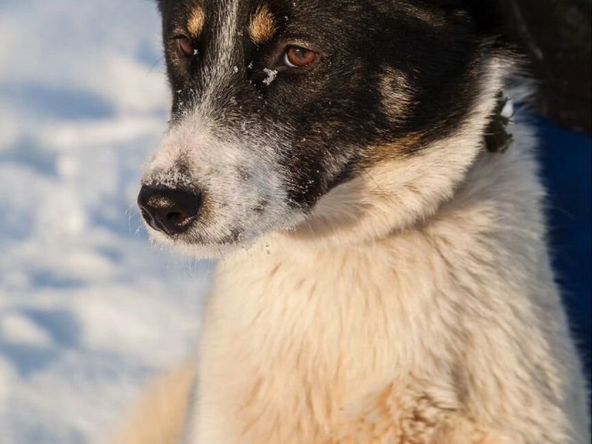 Лайка