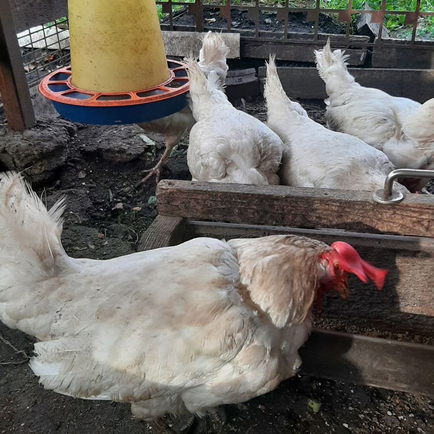 Куры несушки продам