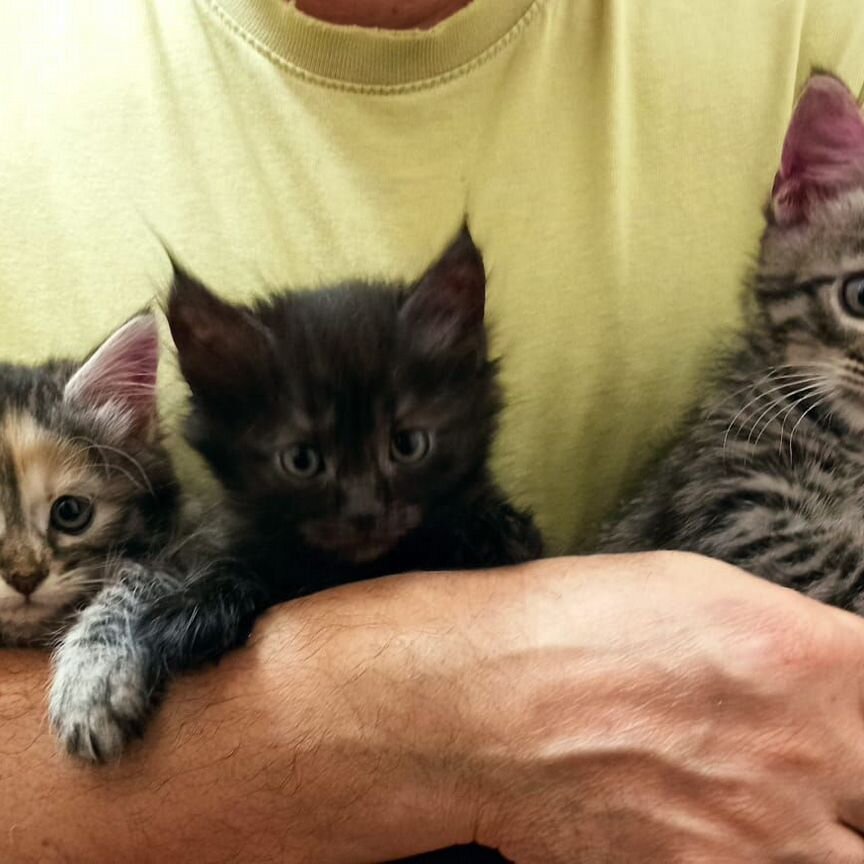 Пушистые котята в дар