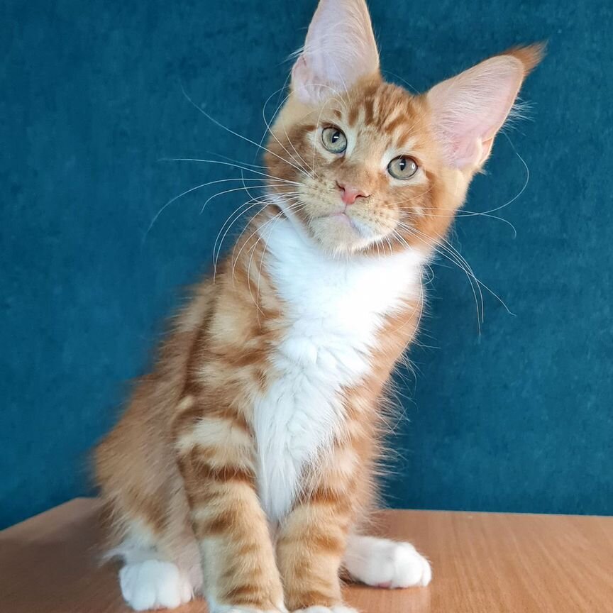 Мейн-кун котенок рыжий