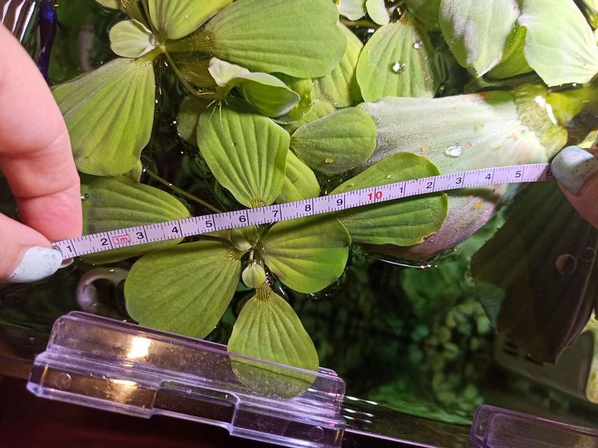 Растения пистия для аквариума