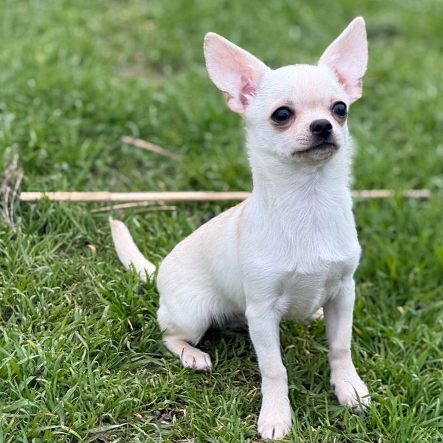 Чихуахуа, щенок