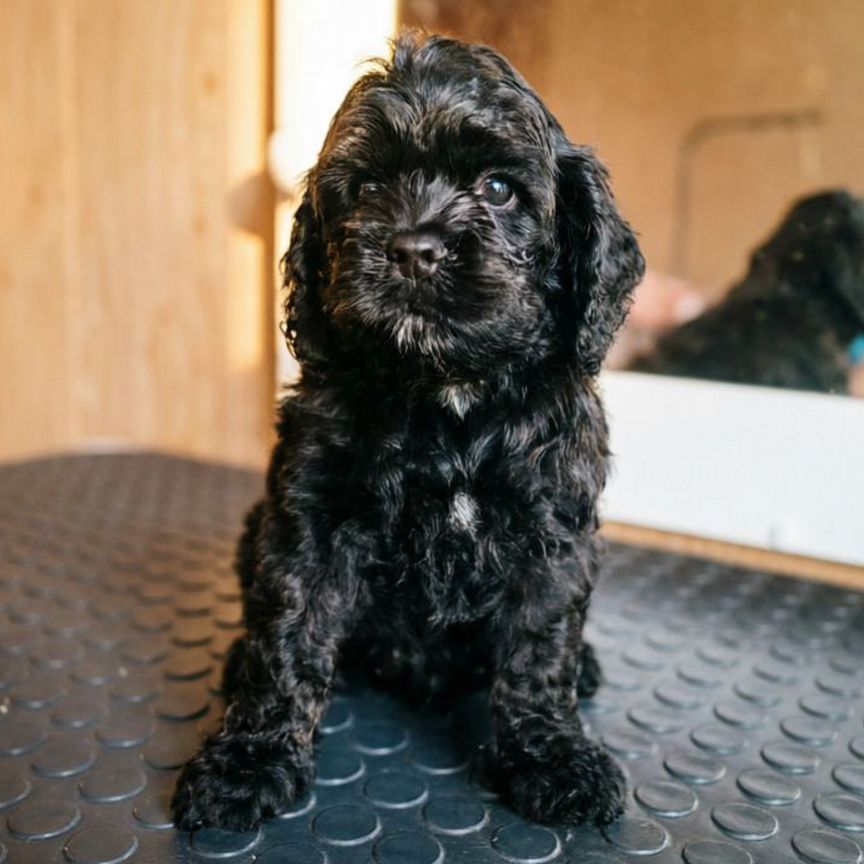 Американский кокер-спаниель, щенок