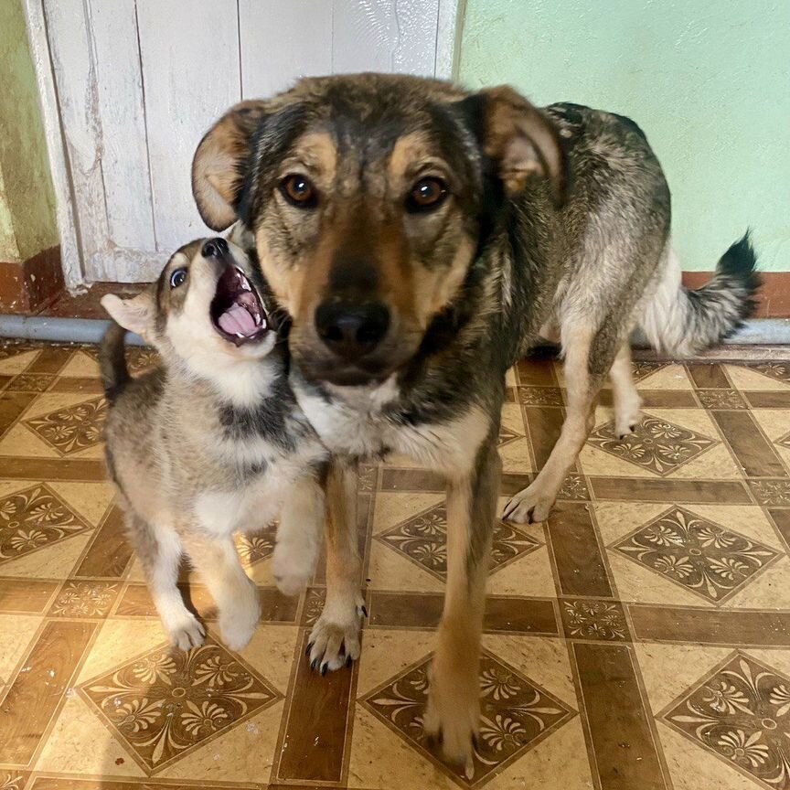 Собака ищет дом