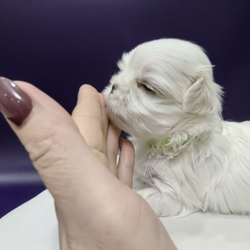 Мальтезе Корея