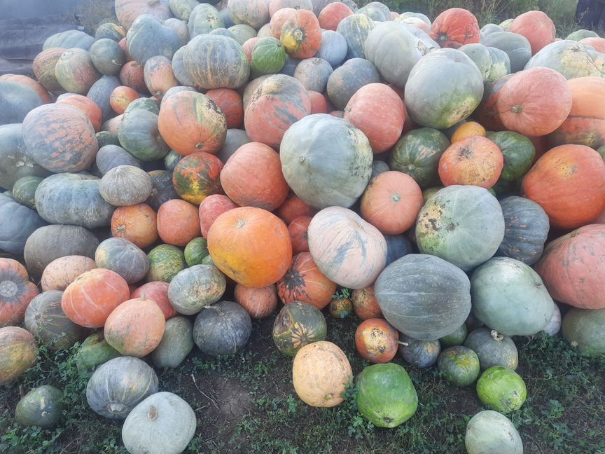 Кабак кормовой