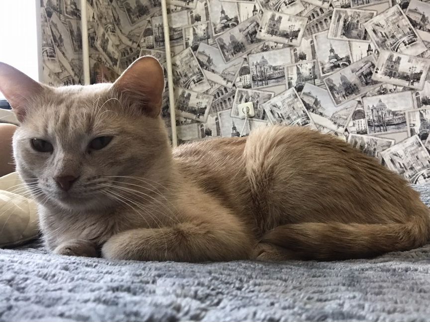 Добренький кот