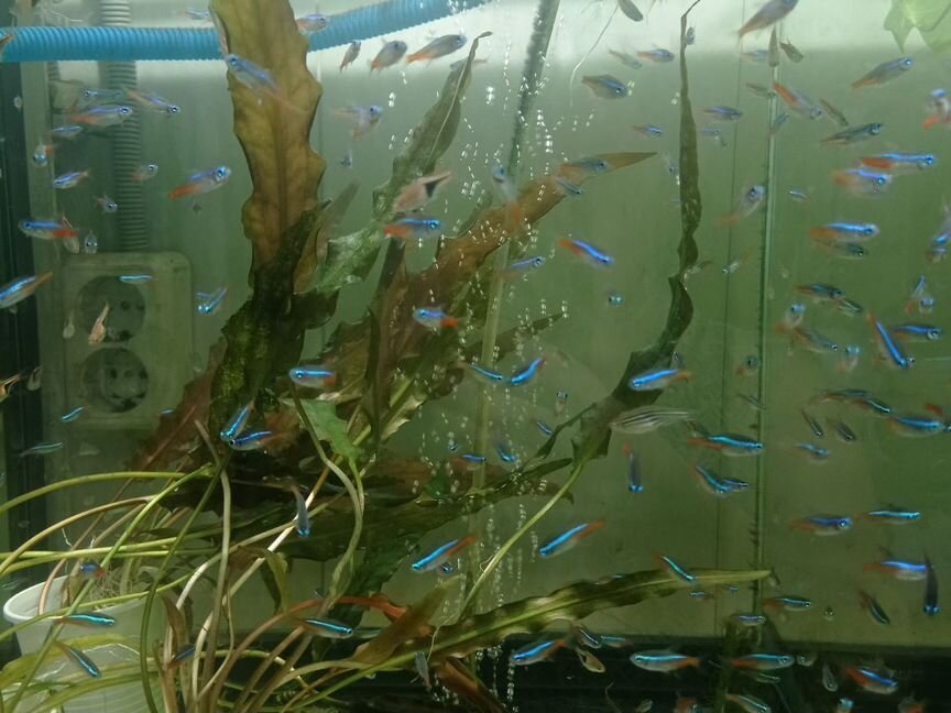 Рыбки разные