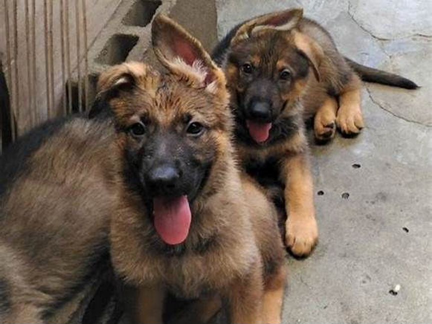 Чистокровные немцы-щенки овчарки