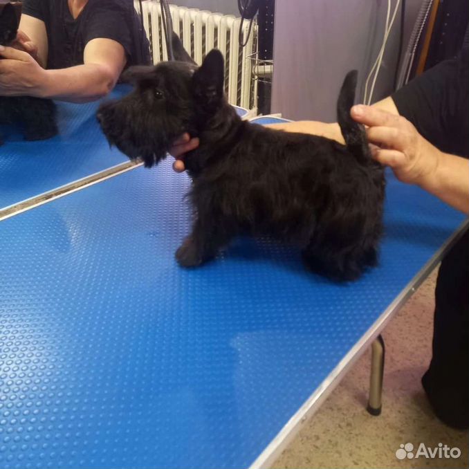 Скотч-терьер