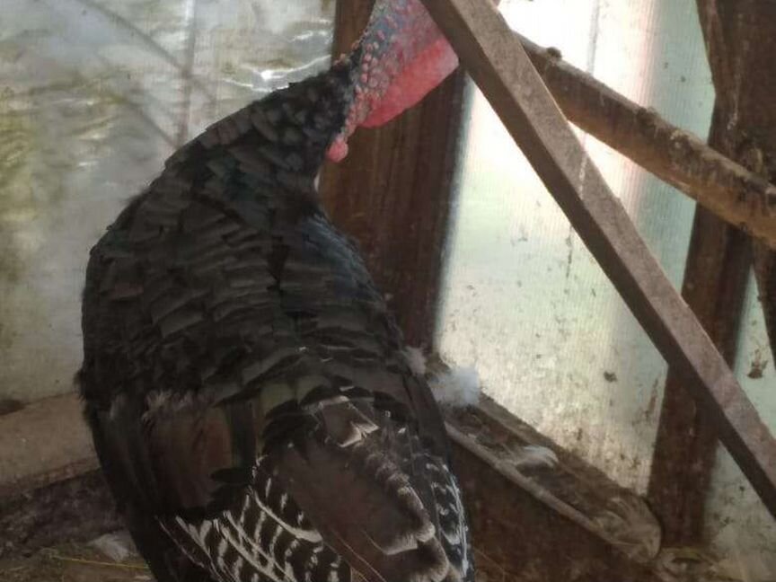 Индюки взрослые и под рощеные