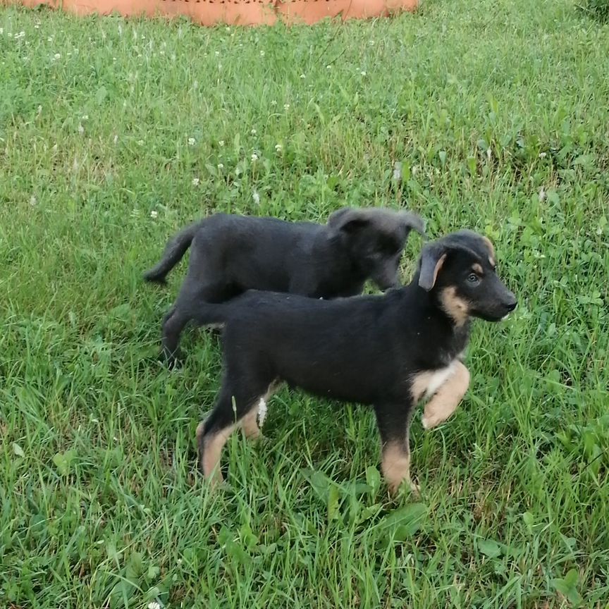 Отдам в добрые руки щенков