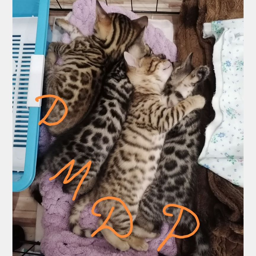 Бенгальские котята