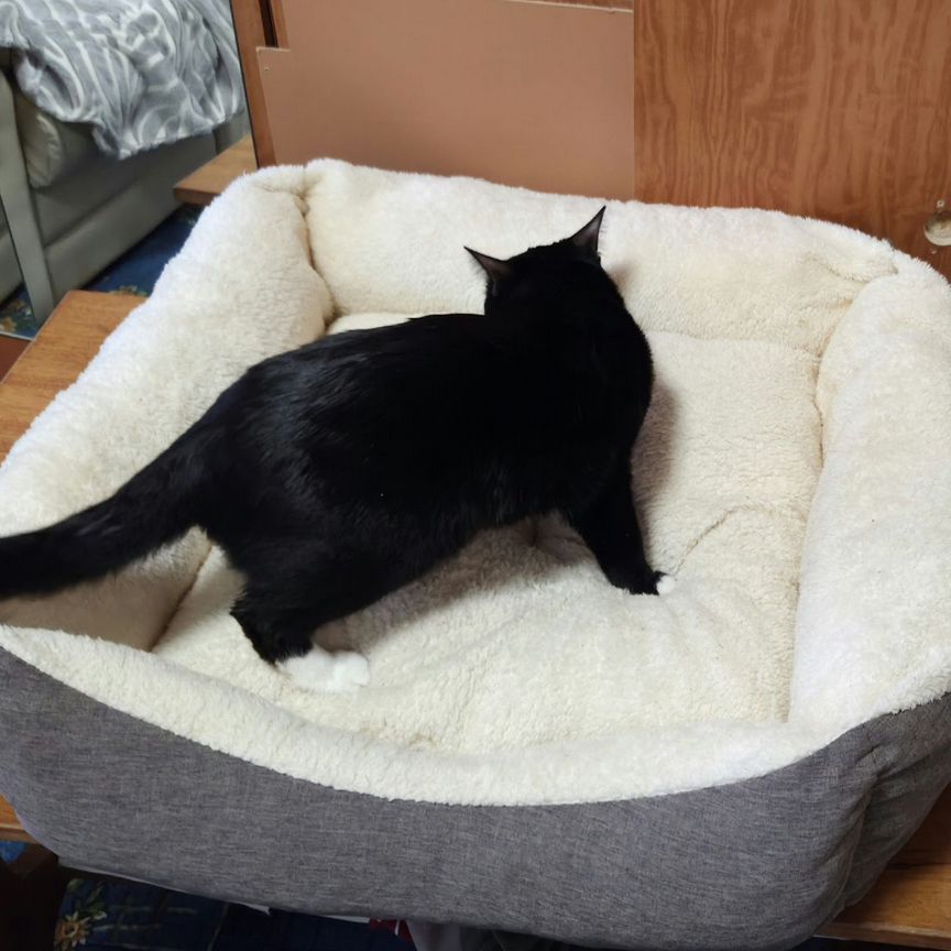 Лежанка для животных