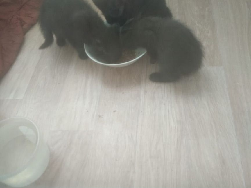 Отдам в хорошие руки котенка