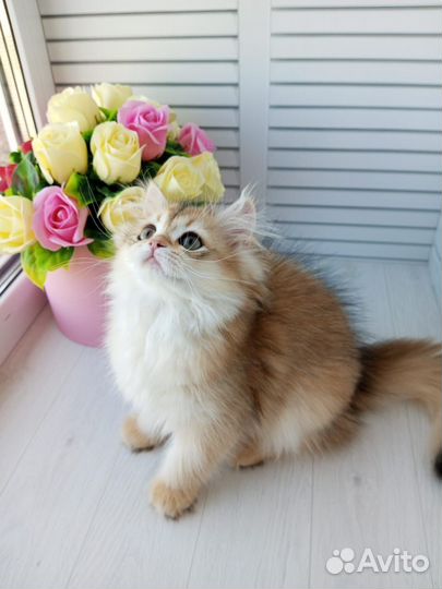 Длинношерстная золотая шиншилла