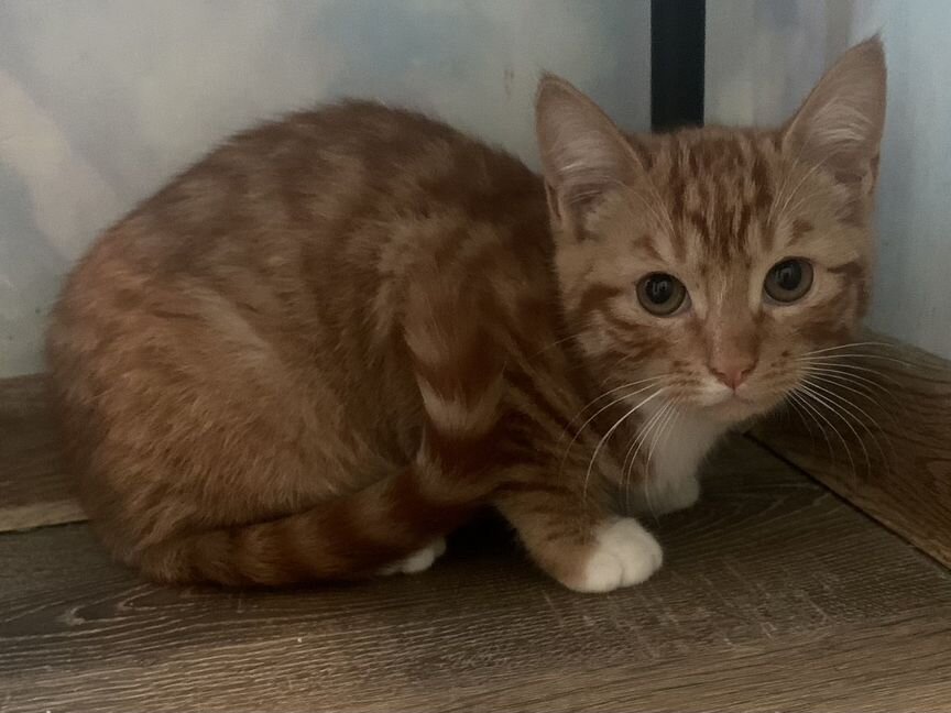 Рыженький котенок Митя