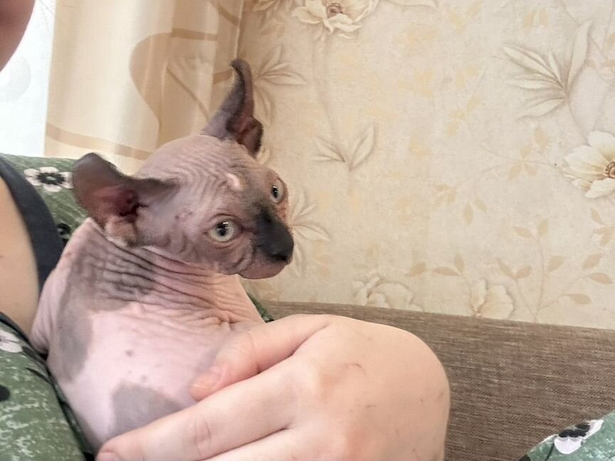 Котята сфинкс эльф
