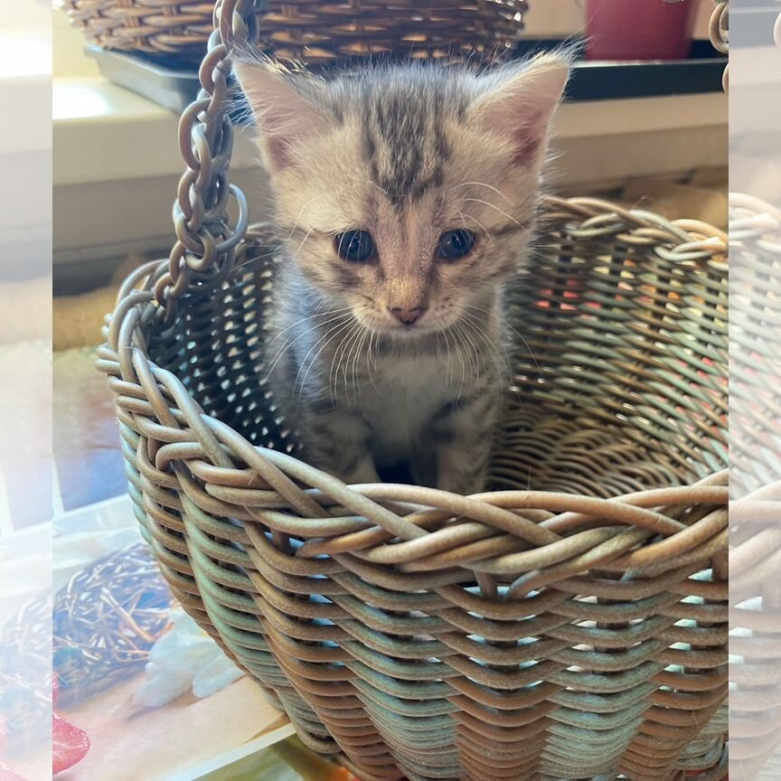 Котёнок в добрые руки