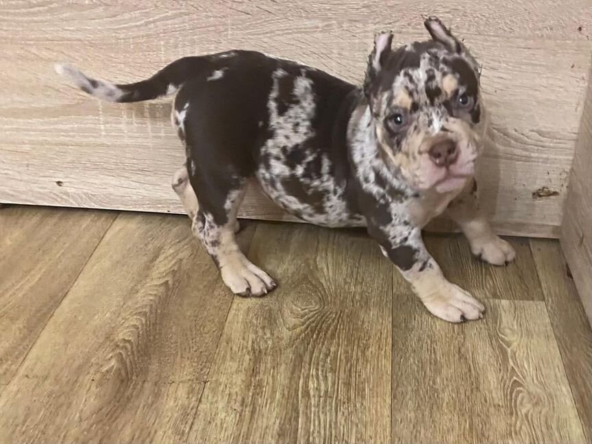 Супер Мерлешка Девочка амбулли pocket