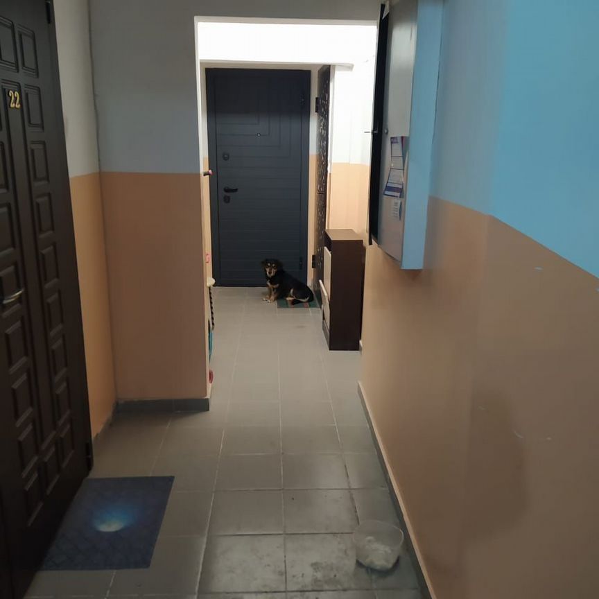 Собака в добрые руки