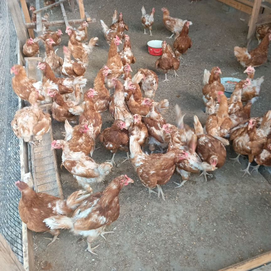 Куры несушки ломан braun