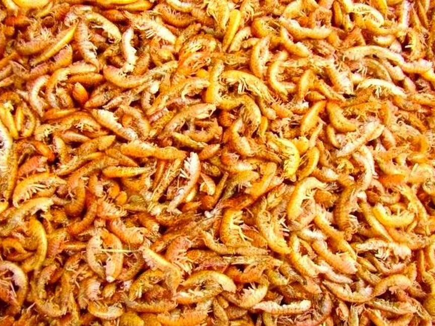Гаммарус сухой оптом