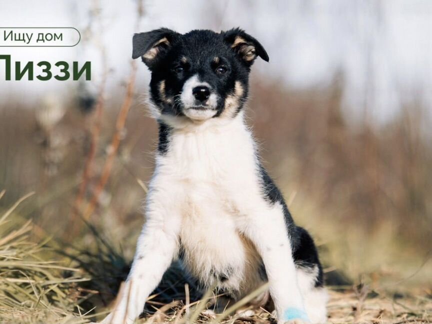 Щенок Лиззи в добрые руки