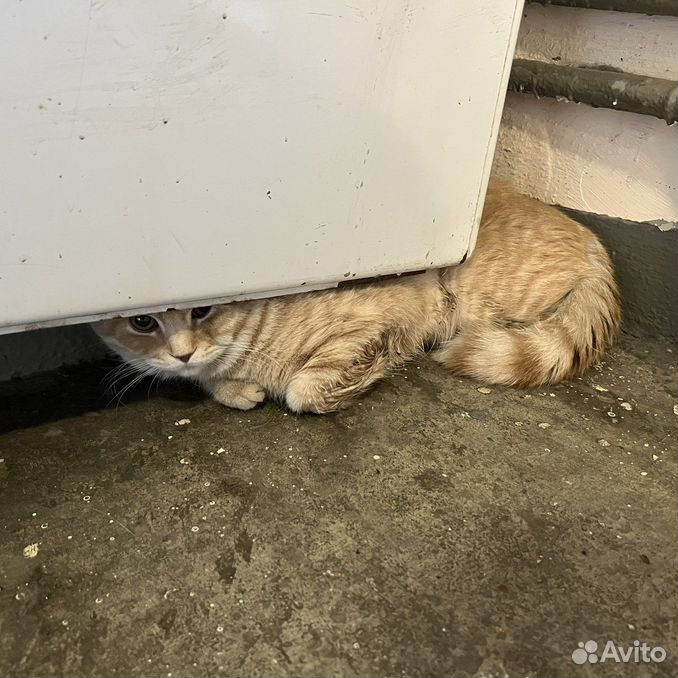 Котика домашнего подбросили в подьезд