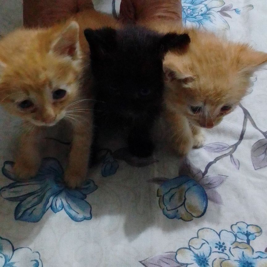 Отдаём катят бесплатно