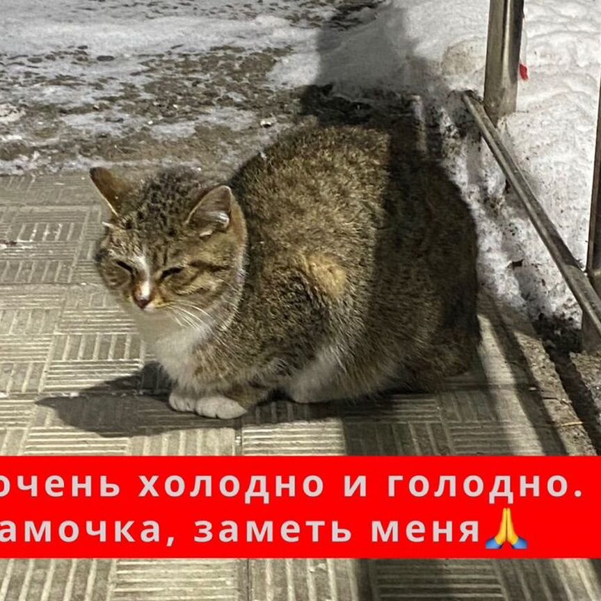 Котёнок в добрые руки