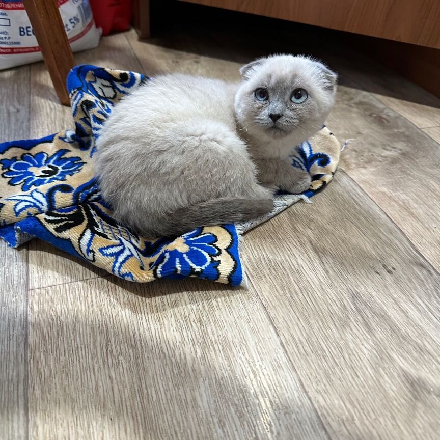 Котенок