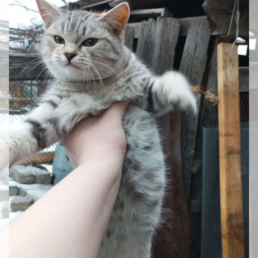 Шотландский вислоухий короткошёрстный котёнок