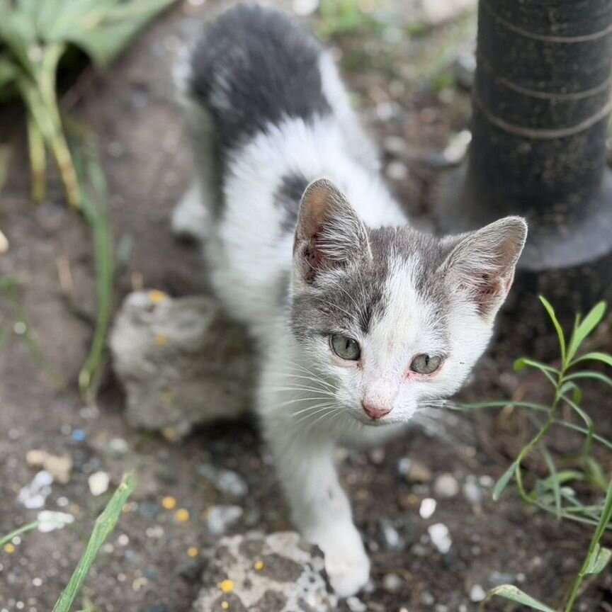 Котёнок в добрые руки