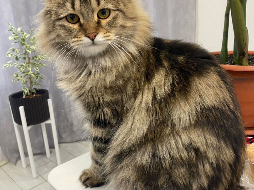 Котенок красавчик лев