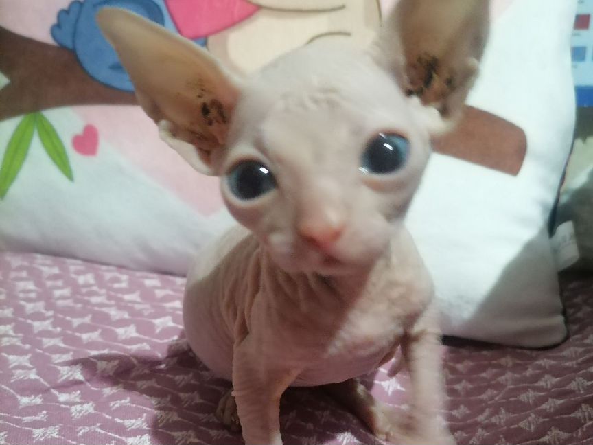 Котенок сфинкс