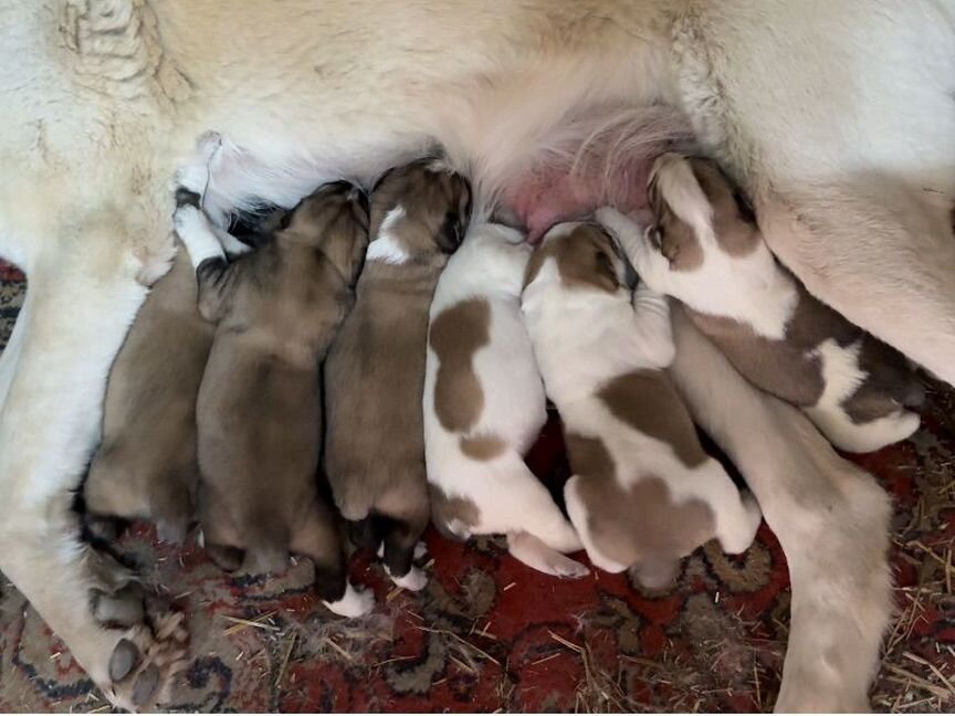 Среднеазиатская овчарка сао