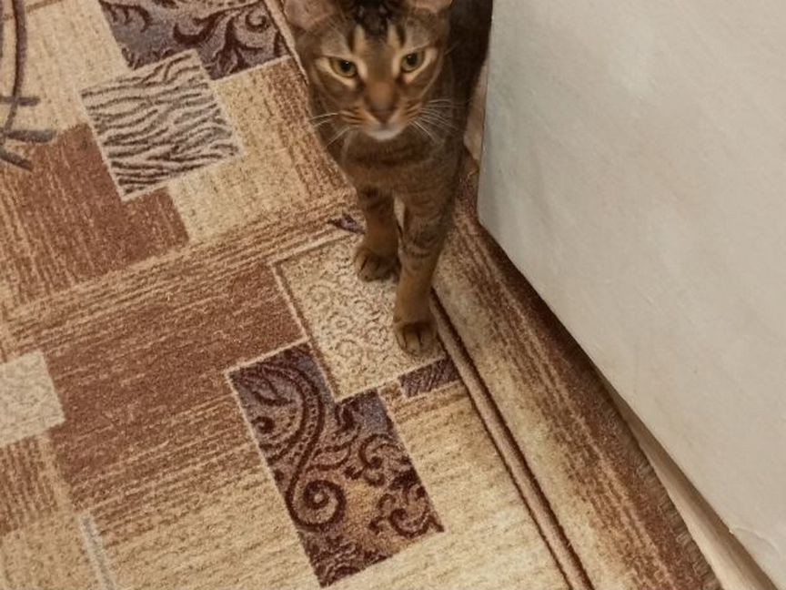 Абиссинский кот