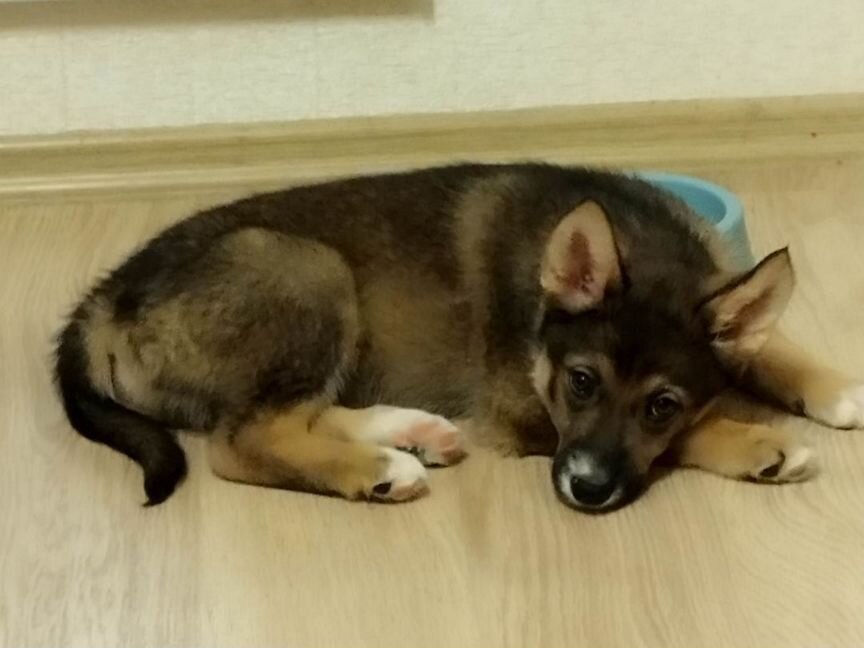 Ищем хозяев для щенка Никуши