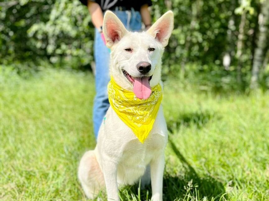 Собака Обаятельная Супра