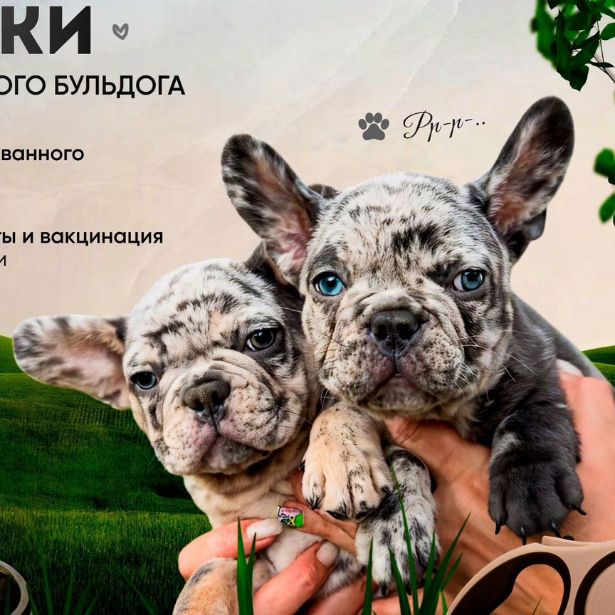 Щенки/ щенки французского бульдога