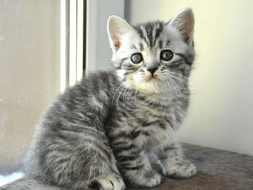 Шотландский котенок