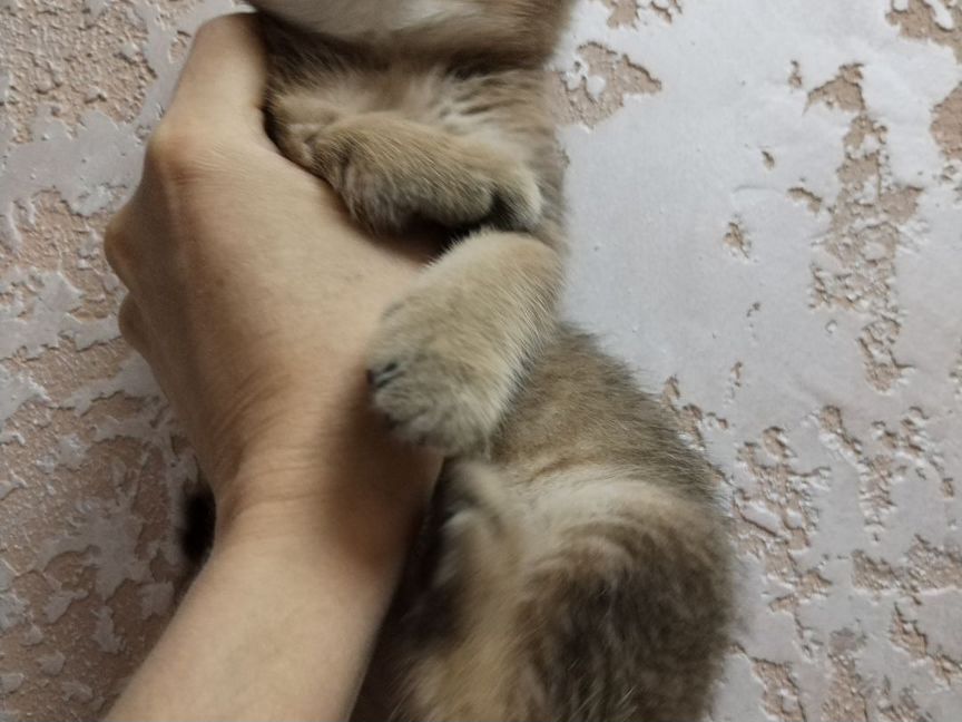 Кошечка Золотая шиншилла. Доставка