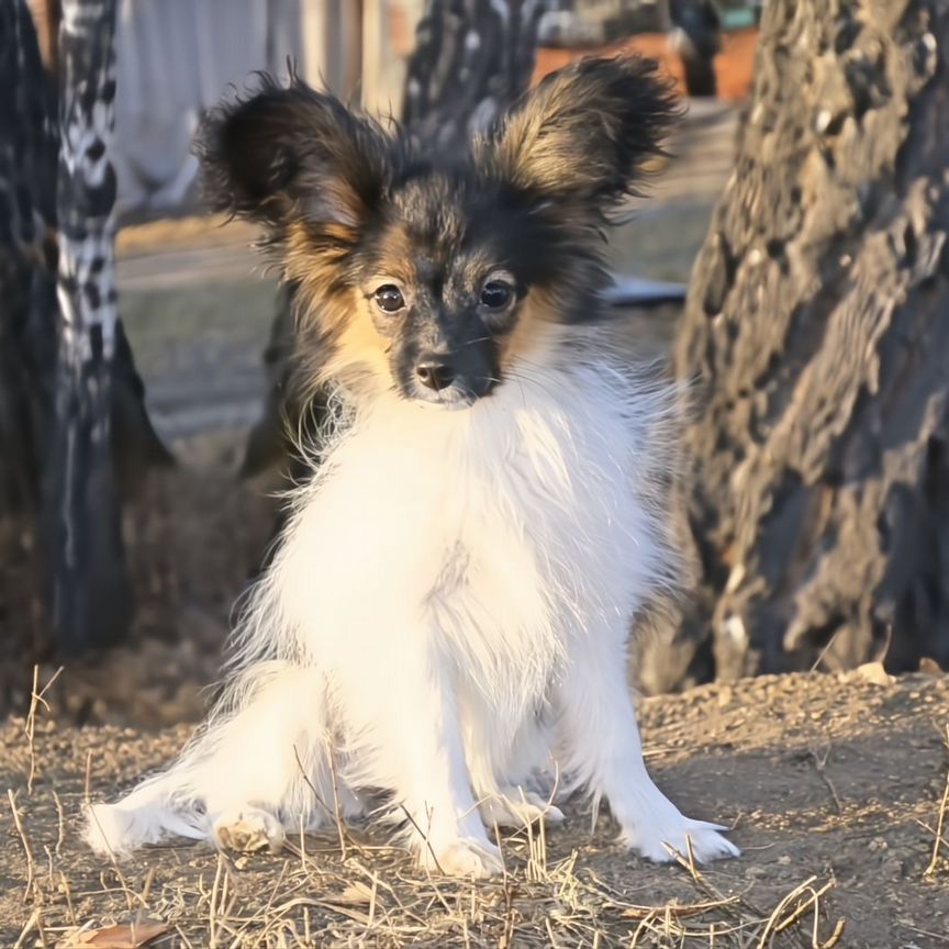 Континентальный той-спаниель папильон, щенок