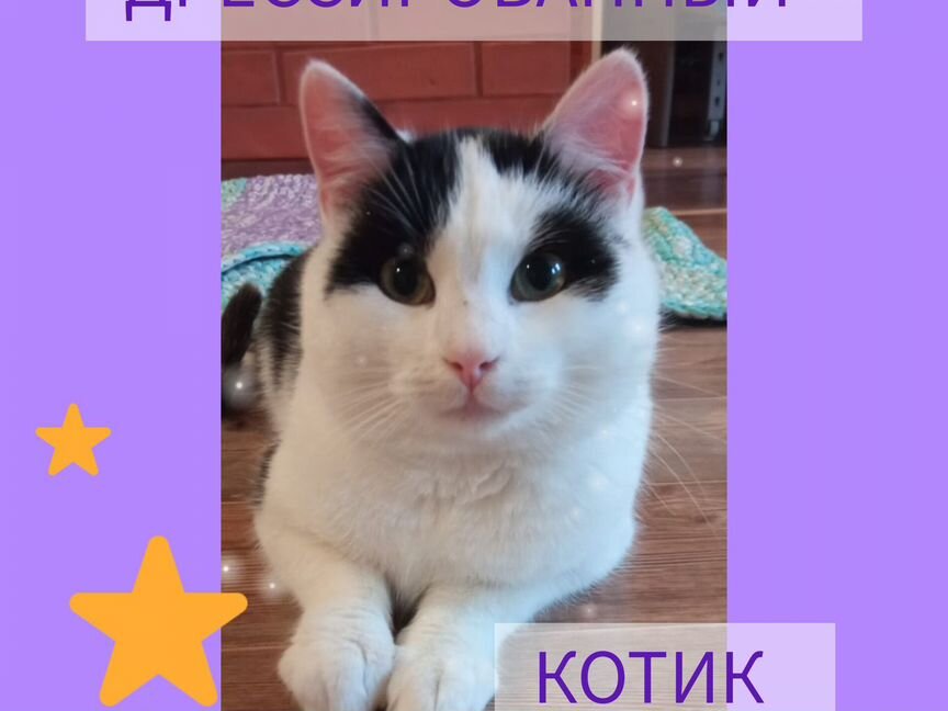Дрессированный котик. Котенок Кошка кошечка