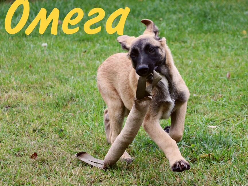 Щенки бельгийской овчарки малинуа