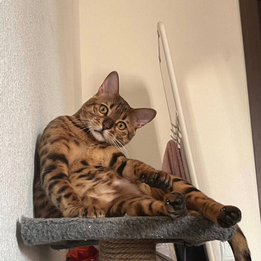 Бенгальская