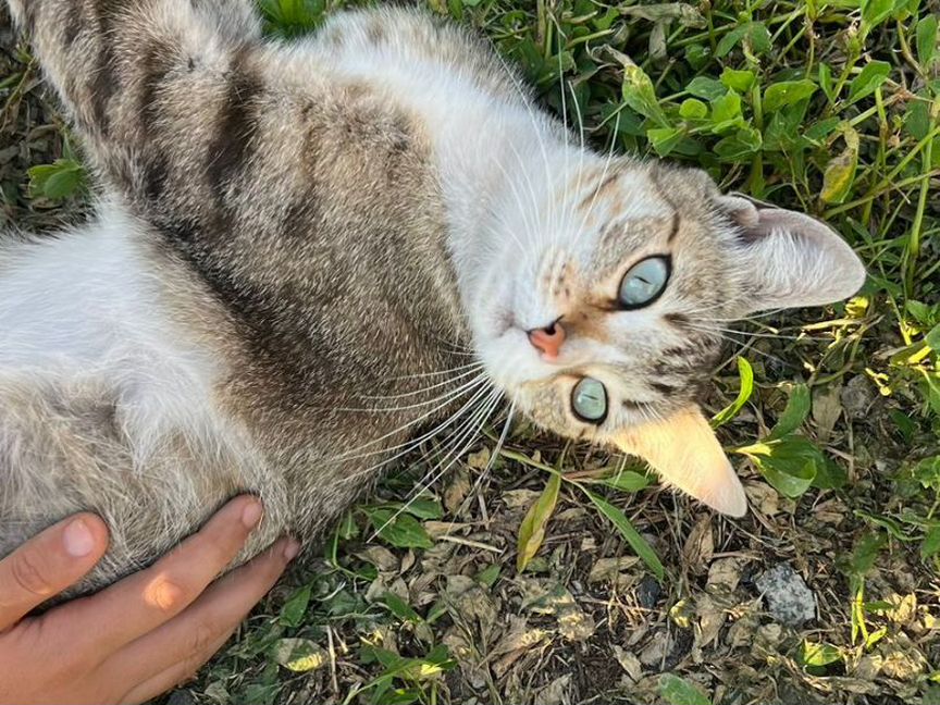 Кошка